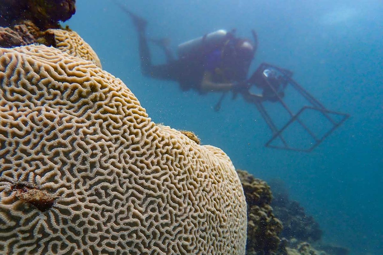 Monitoring the Health of the UAE’s Coral Reefs - NYU Abu Dhabi