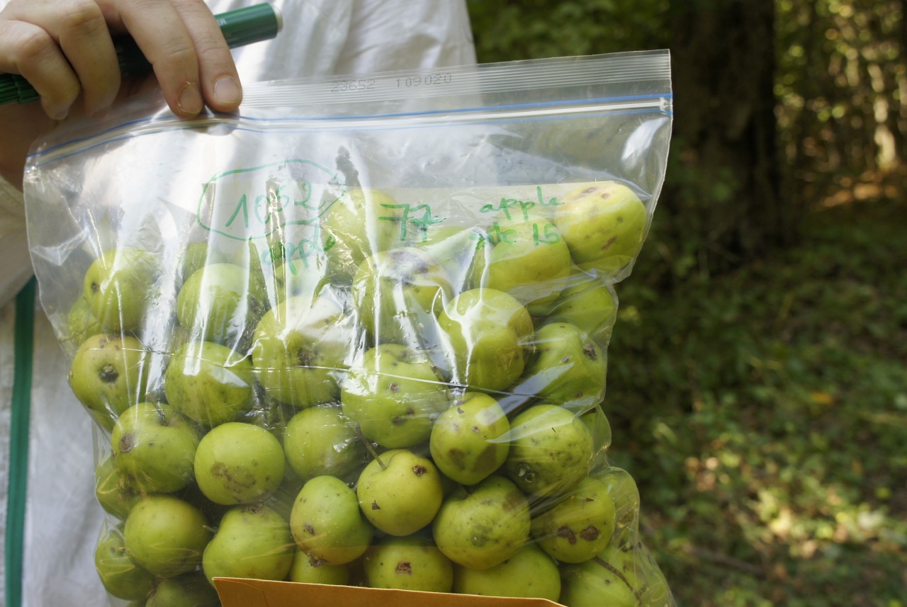NYU Abu Dhabi Researchers Reveal How Apples Evolved Through Ongoing ...