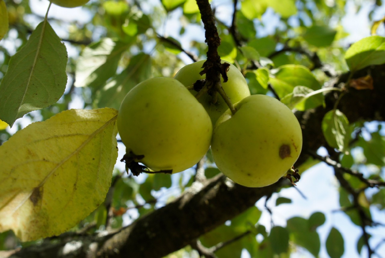 NYU Abu Dhabi Researchers Reveal How Apples Evolved Through Ongoing ...