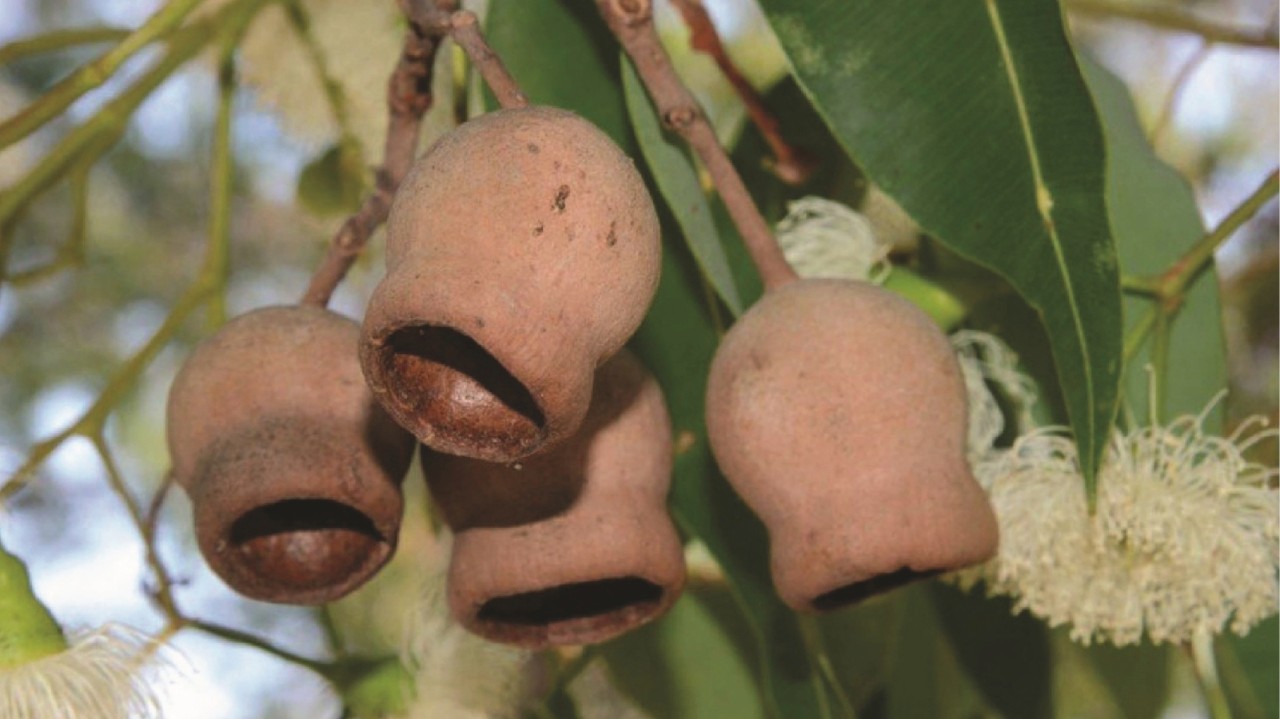 NYU Abu Dhabi Study Reveals How the Marri Nut’s Structure Could Inspire ...
