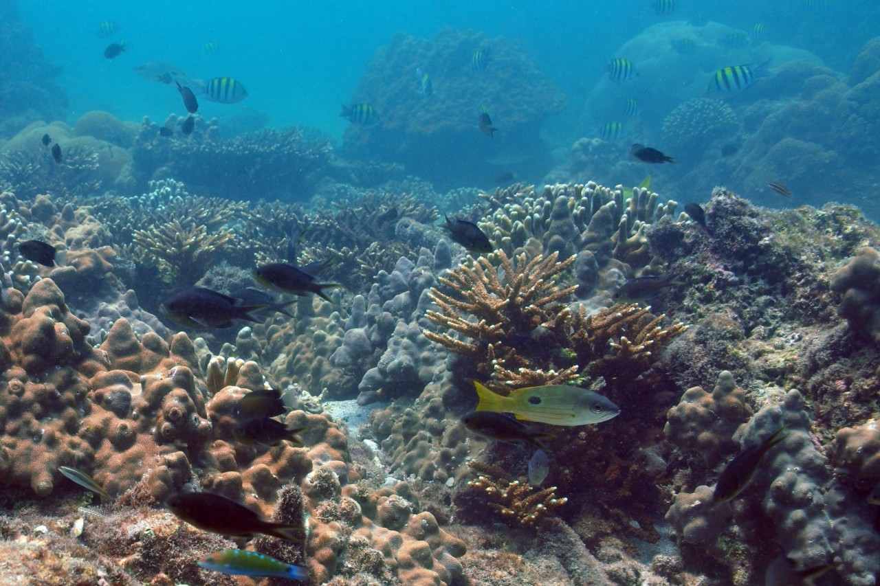 Status and Trends of Arabian Gulf Coral Reefs - NYU Abu Dhabi