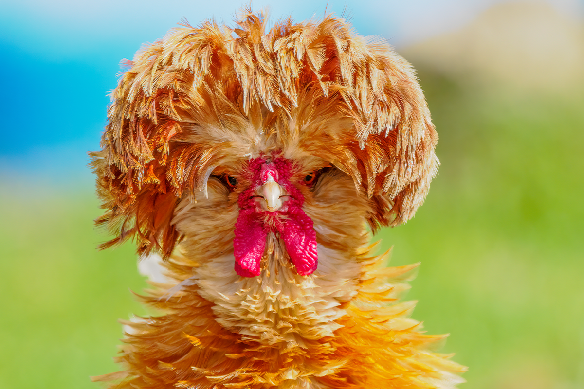 The Messiness of Animal Domestication - NYU Abu Dhabi