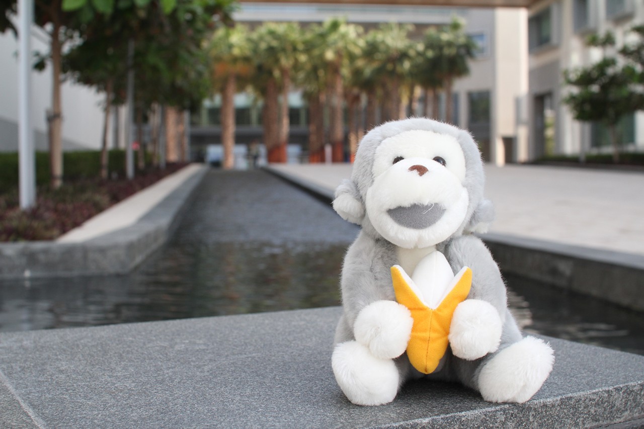Monkey on a Mission - NYU Abu Dhabi