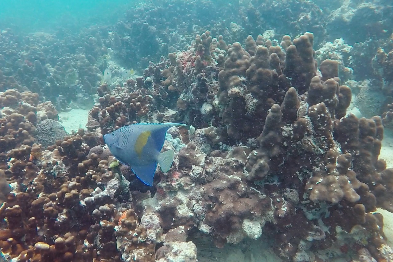 Fish Food - NYU Abu Dhabi