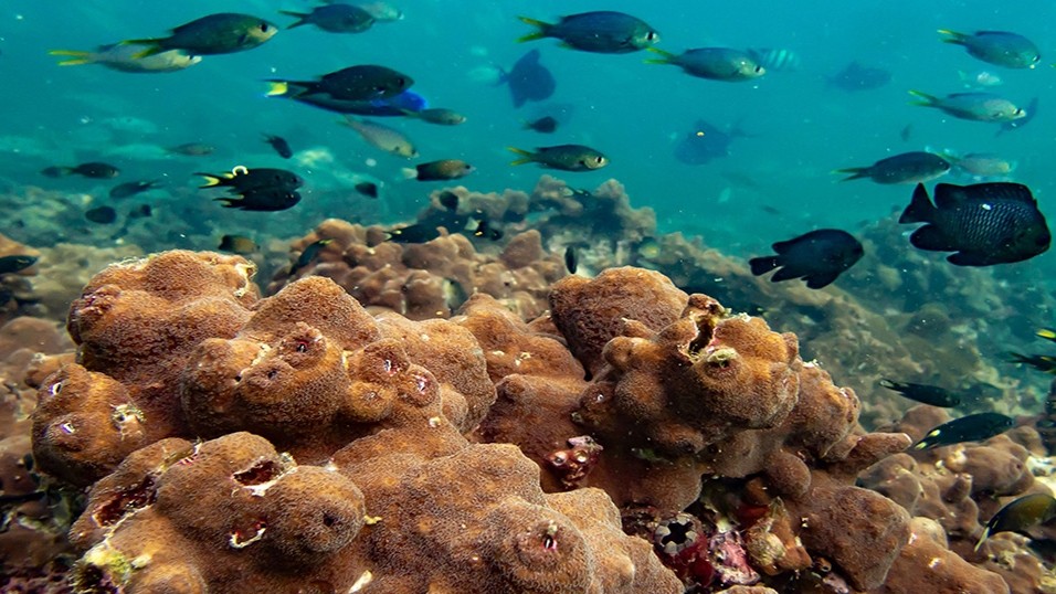 NYU Abu Dhabi Research Highlights Adaptability of Some Coral Reef Fish ...